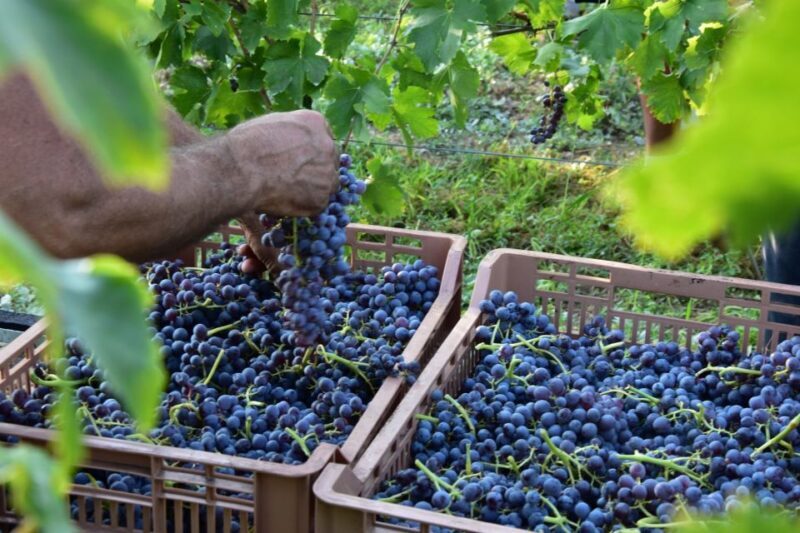 Veneto: Amarone Cooking and Tasting Experience in a Villa - Final Thoughts