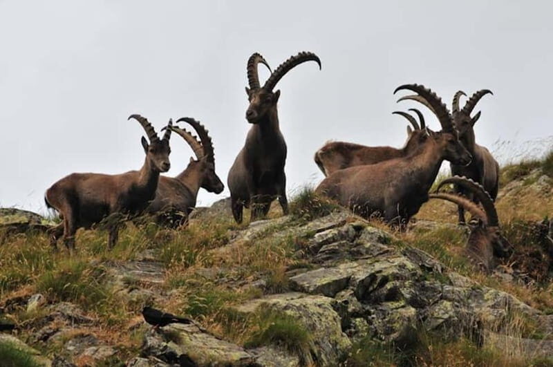 VENICE : DISCOVER WILD ANIMALS IN THE DOLOMITES - Exploring the Wild Side of the Dolomites from Venice