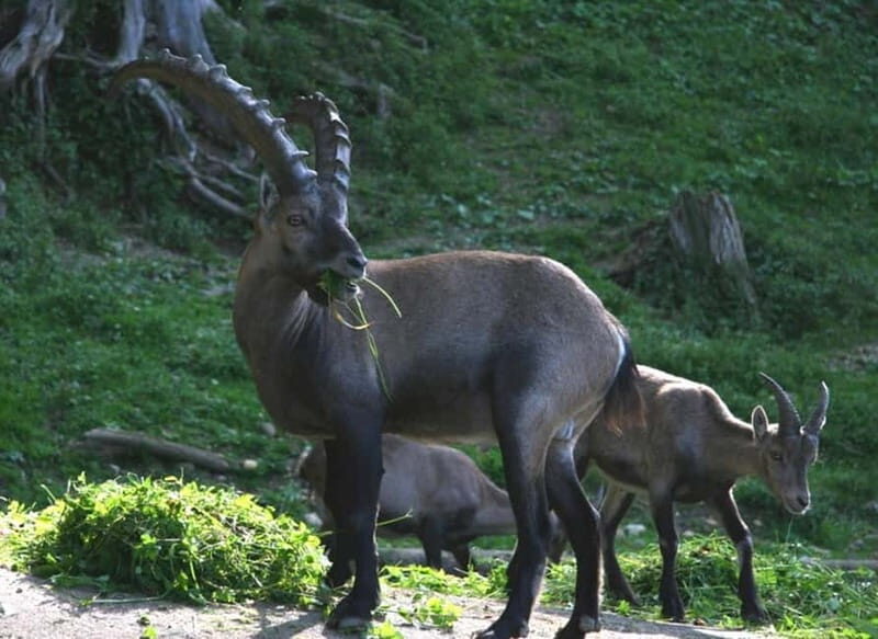 VENICE : DISCOVER WILD ANIMALS IN THE DOLOMITES - Final Thoughts