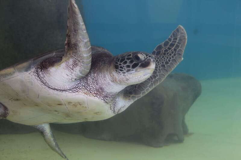 Veracruz: 5-Attraction Tour with Aquarium and Boat Tour - Analyzing the Value