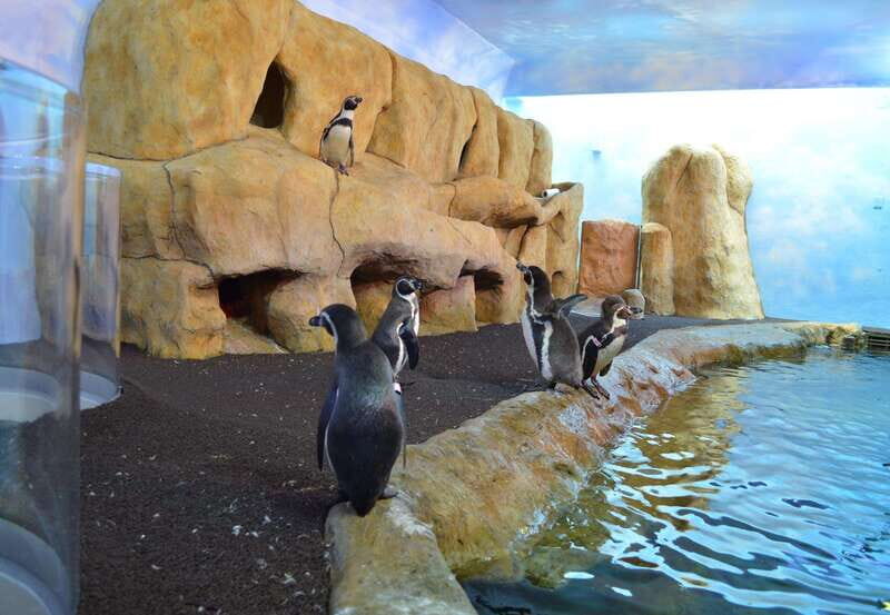 Veracruz: Panoramic Sightseeing City Tour and Aquarium - An Overview of the Veracruz Tour Experience