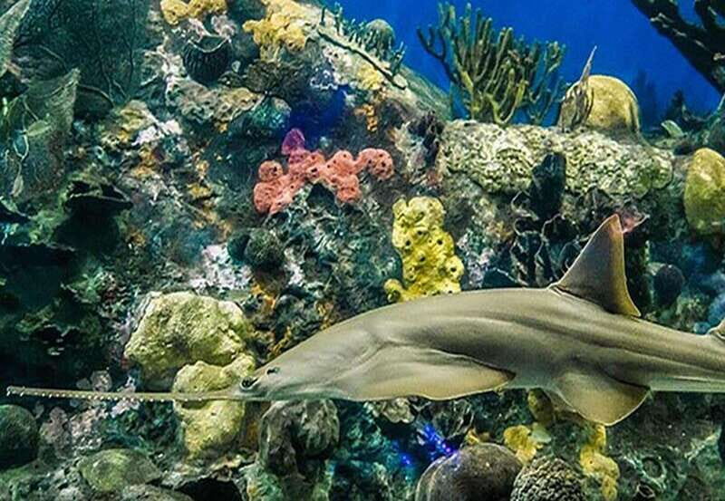 Veracruz: Panoramic Sightseeing City Tour and Aquarium - FAQs