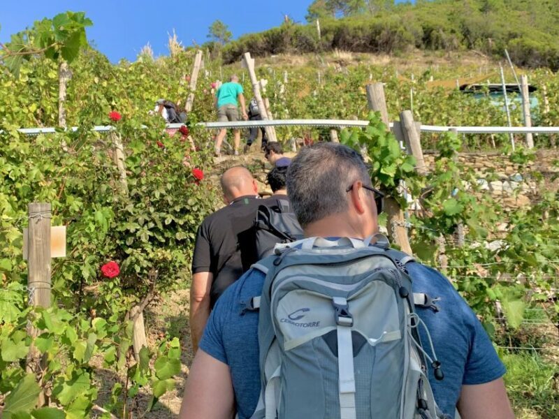 Vernazza: Panoramic Vineyard Trekking Tour w/ Wine Tasting - Key Points