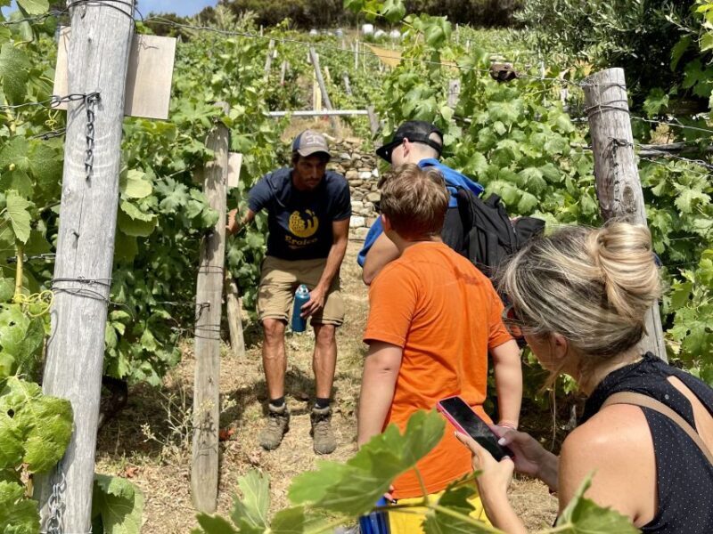 Vernazza: Panoramic Vineyard Trekking Tour w/ Wine Tasting - The Hike: Challenging but Rewarding