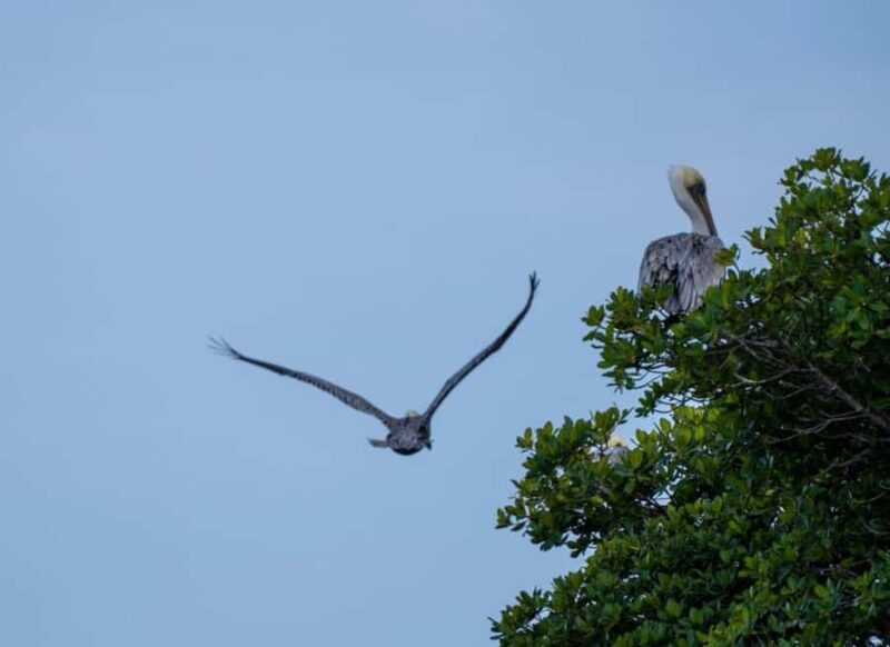 Vero Beach: Guided Clear Kayak Tours - Final Thoughts