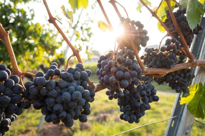 Verona: Horseback Riding and Wine Tasting Experience - FAQ