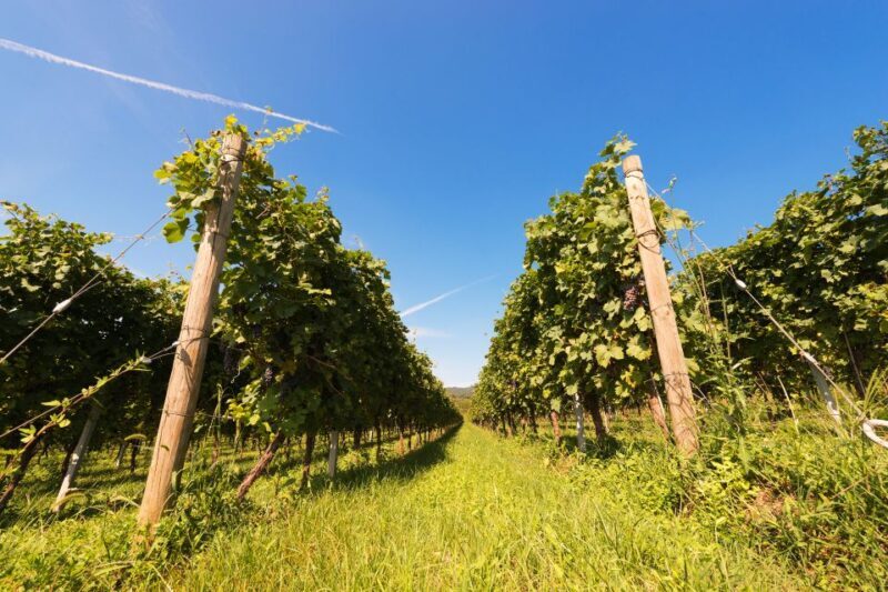 Verona: private tour of Soave and Amarone - A Deep Dive into the Experience