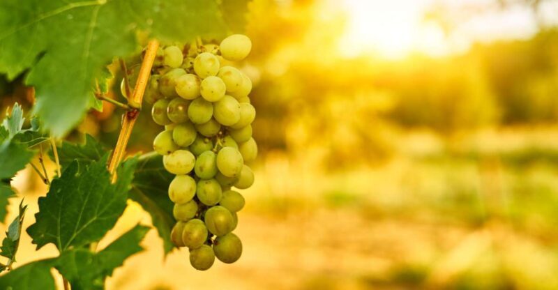 Verona: private tour of Soave and Amarone - Who Should Consider This Tour?