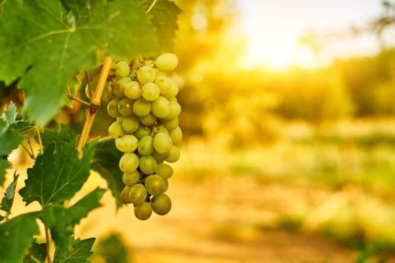 Verona: private tour of Soave and Amarone - Final Thoughts