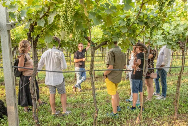 VERONA: WINE TASTING FOR THOSE WHO LOVE COMPARISONS - A Deep Dive into the Tour’s Itinerary