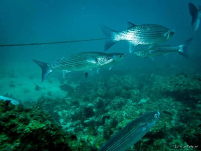 Very First Scuba Dive Experience in the Ocean from Peniche - Dive into the Details: Itinerary and Experience