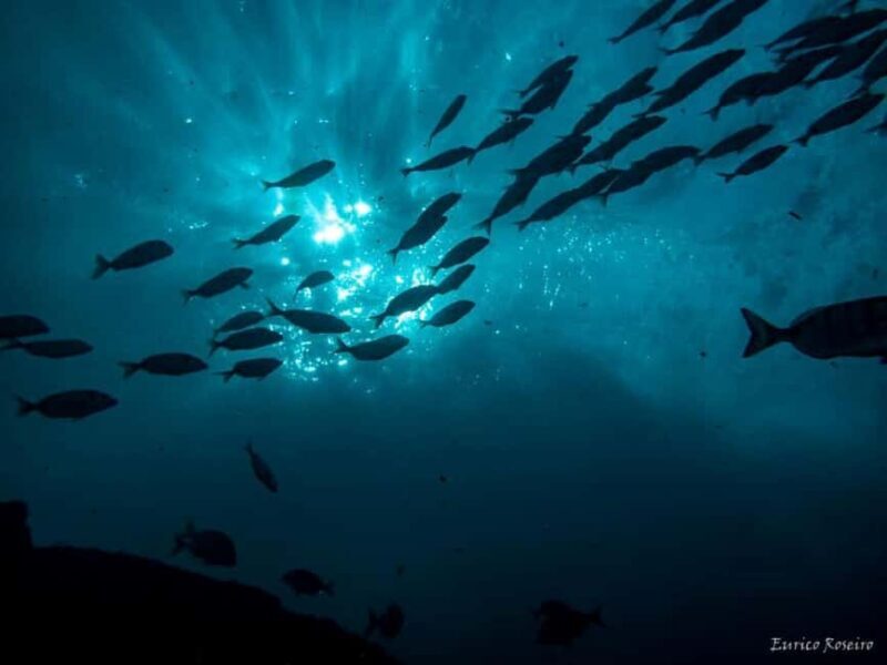 Very First Scuba Dive Experience in the Ocean from Peniche - Final thoughts