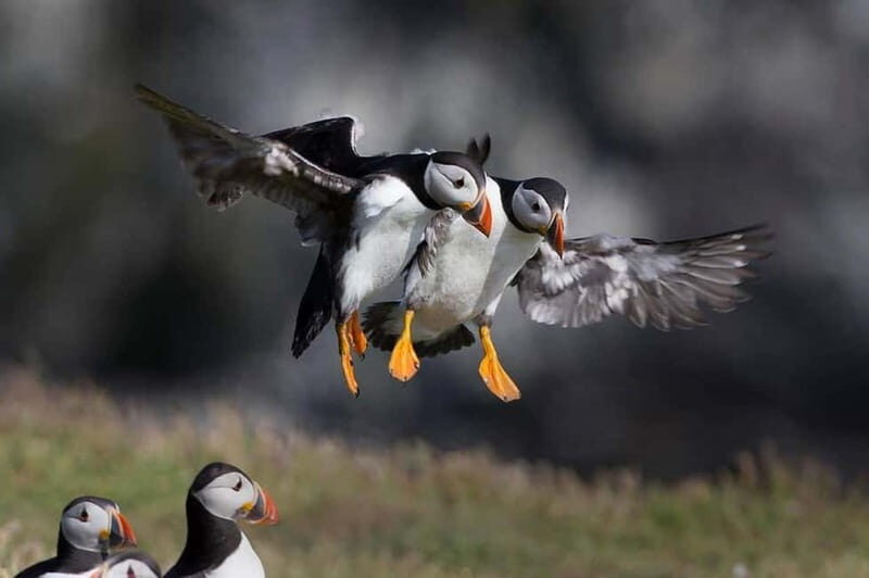 Vestmannaeyjar: 2 hour RIB boat Tour - The Sum Up
