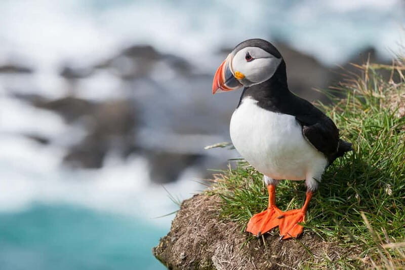 Vestmannaeyjar: One Hour Small Islands Trip - Key Points