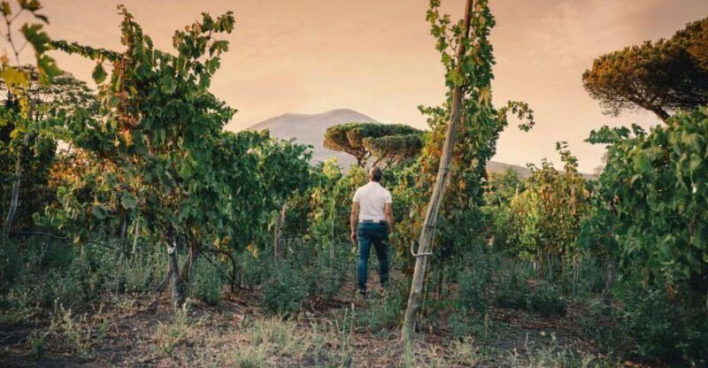 Vesuvio National Park: Wine Tasting & Tour with Light Lunch - Key Points