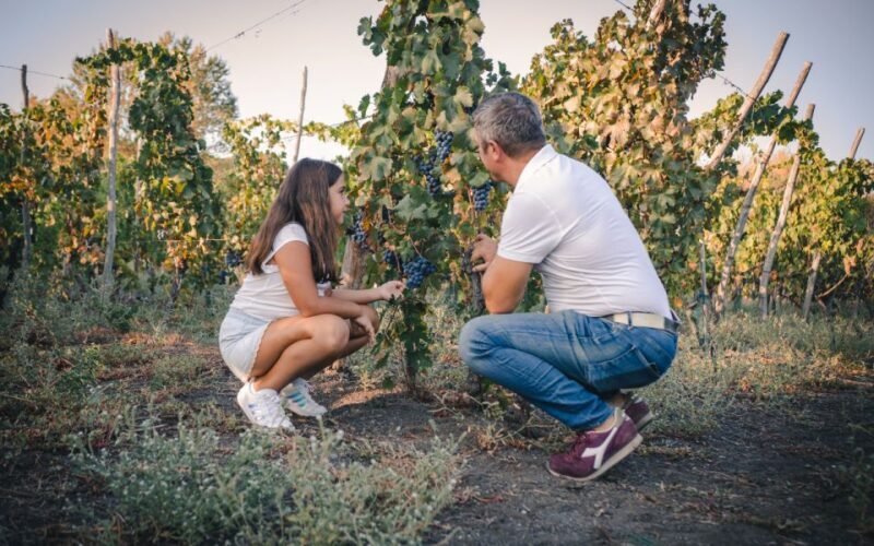 Vesuvio National Park: Wine Tasting & Tour with Light Lunch - The Setting and Background: A Winery in the Vesuvius Park