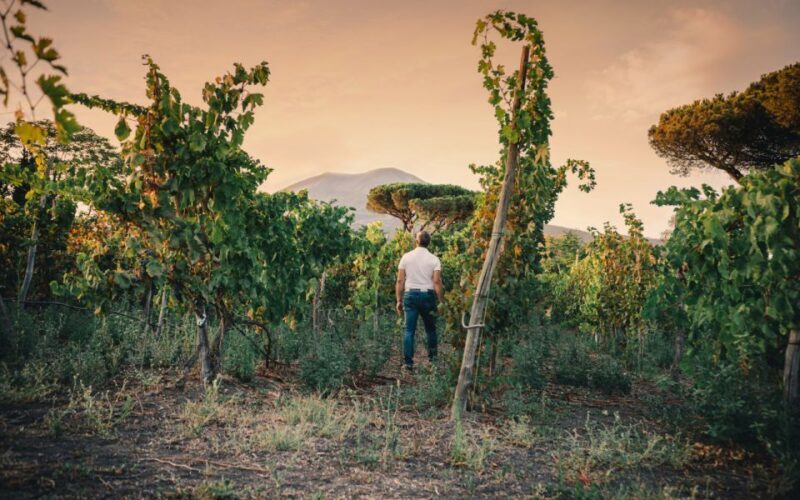 Vesuvio National Park: Wine Tasting & Tour with Light Lunch - Wine Tasting and Food Pairings