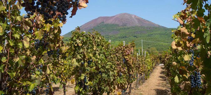 Vesuvius & Vineyard select from Sorrento - The Journey Begins: Hassle-Free Transportation and Early Pickup