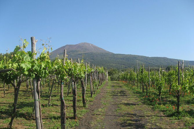 Vesuvius & Vineyard select from Sorrento - The Vineyard: A Taste of Italy on the Mountain Slopes