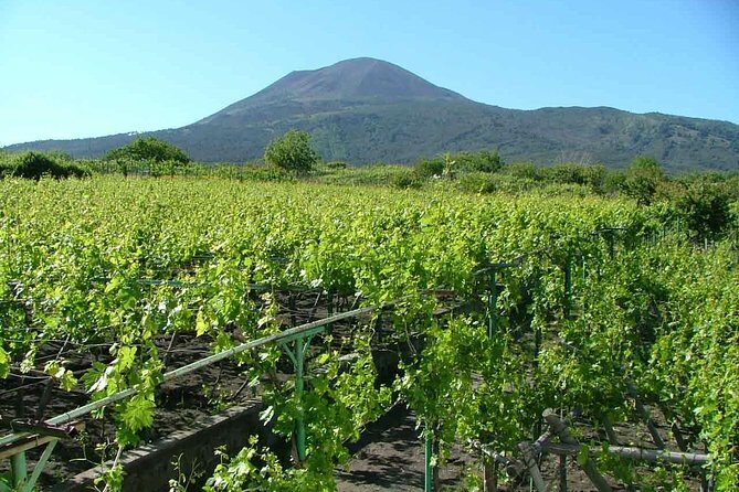 Vesuvius & Vineyard select from Sorrento - Reflecting on the Time and Effort