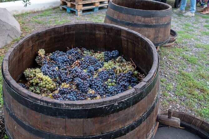 Vesuvius Wine Tasting Experience with Lunch Included - Who Will Love This Tour?