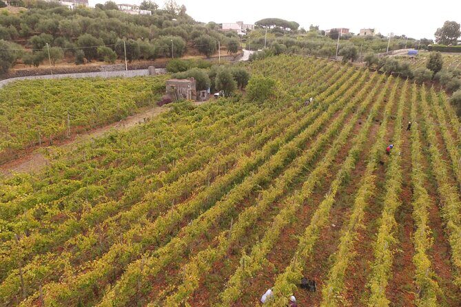Vesuvius wine tasting with company tour - Exploring the Tour Itinerary