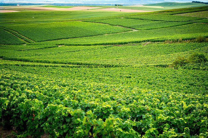 Veuve Clicquot Tour From Paris - Practical Details and Considerations