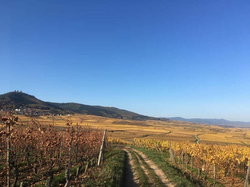 Vgtlinshoffen: Alsace Wine Tasting - Practical Details