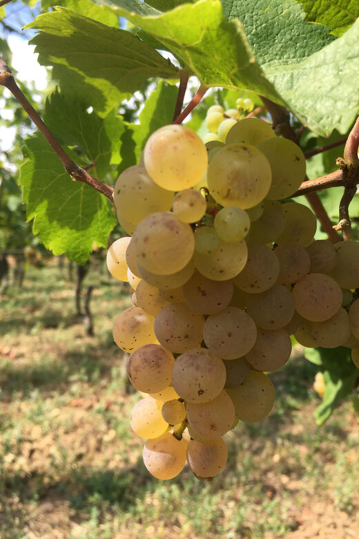 Vgtlinshoffen: Alsace Wine Tasting - Frequently Asked Questions