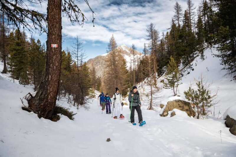 Vialattea: Snowshoeing in the Snowy Forest - What to Expect from the Snowshoeing Adventure