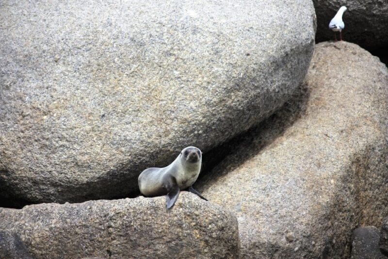 Victor Harbor: Seal Island Cruise - The Sum Up