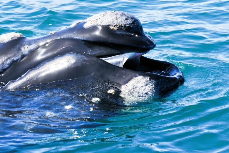 Victor Harbor: Southern Ocean Adventure Cruise with Guide - An Authentic Coastal Adventure in Victor Harbor