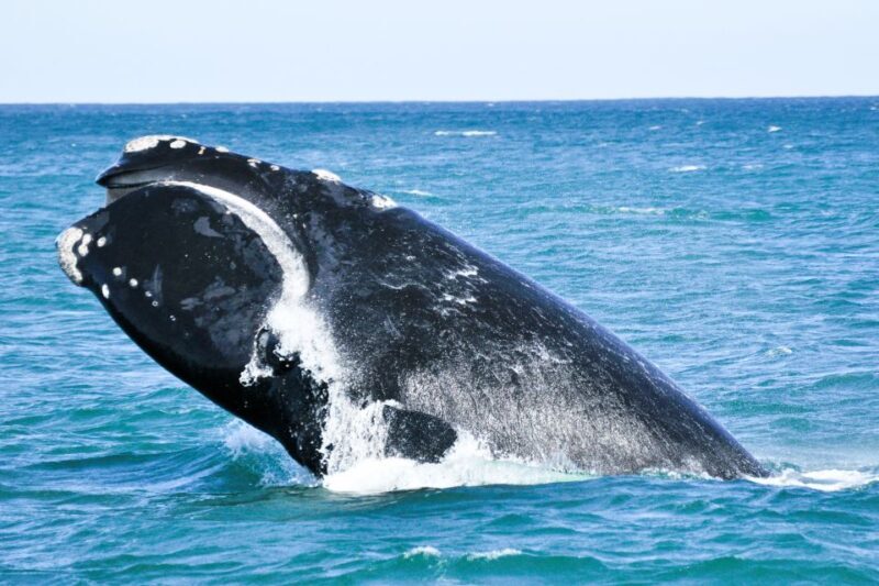 Victor Harbor: Southern Ocean Adventure Cruise with Guide - The Itinerary Breakdown