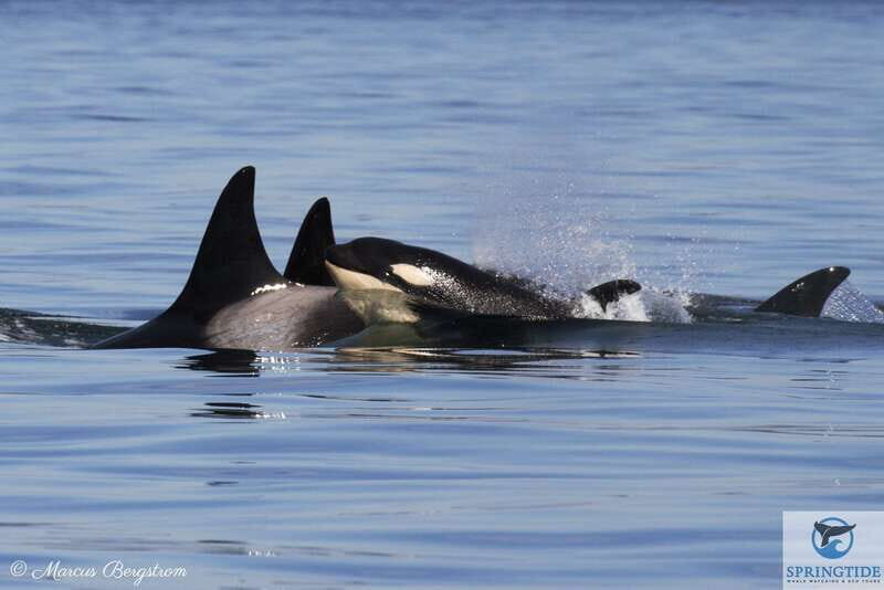 Victoria: 3-Hour Whale Watching Tour - An Honest Look at What to Expect