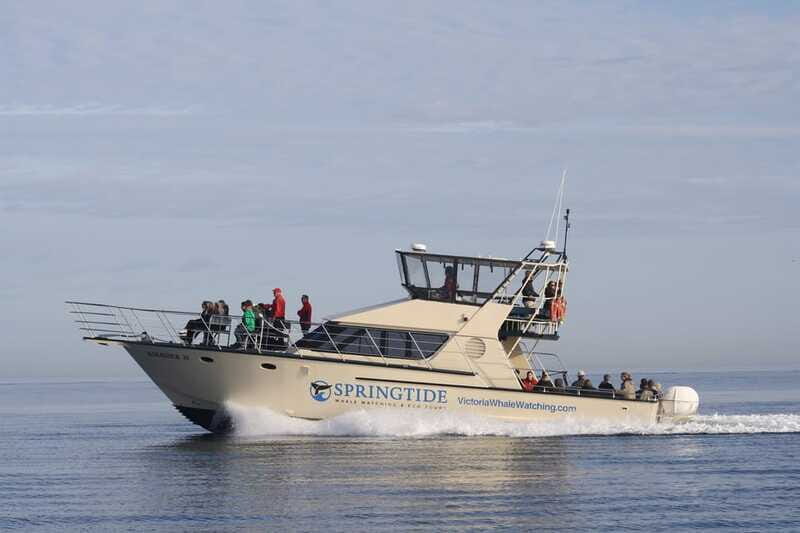 Victoria: 3-Hour Whale Watching Tour - Who Should Book This Tour?
