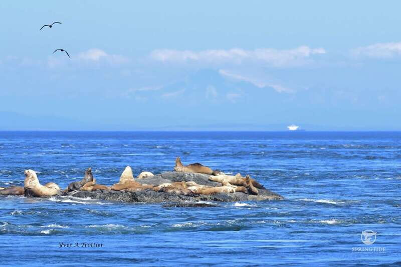 Victoria: 3-Hour Whale Watching Tour - The Sum Up: Is It Worth It?