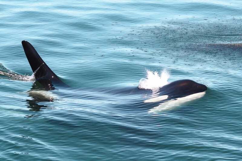 Victoria: 3-Hour Whale Watching Tour - FAQ