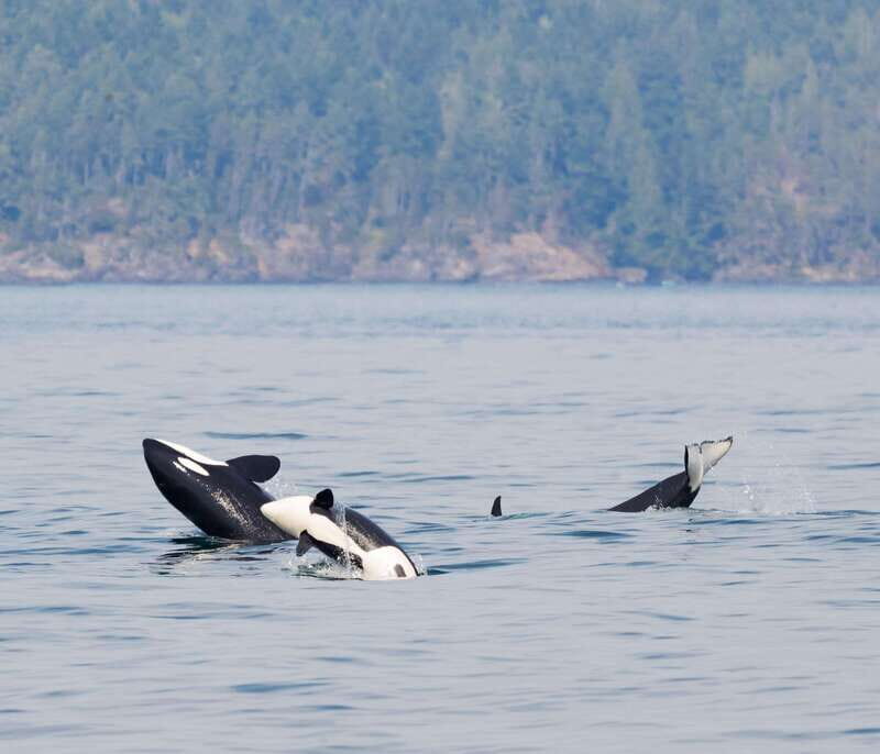 Victoria: 3-Hour Zodiac Whale-Watching Tour - Key Points