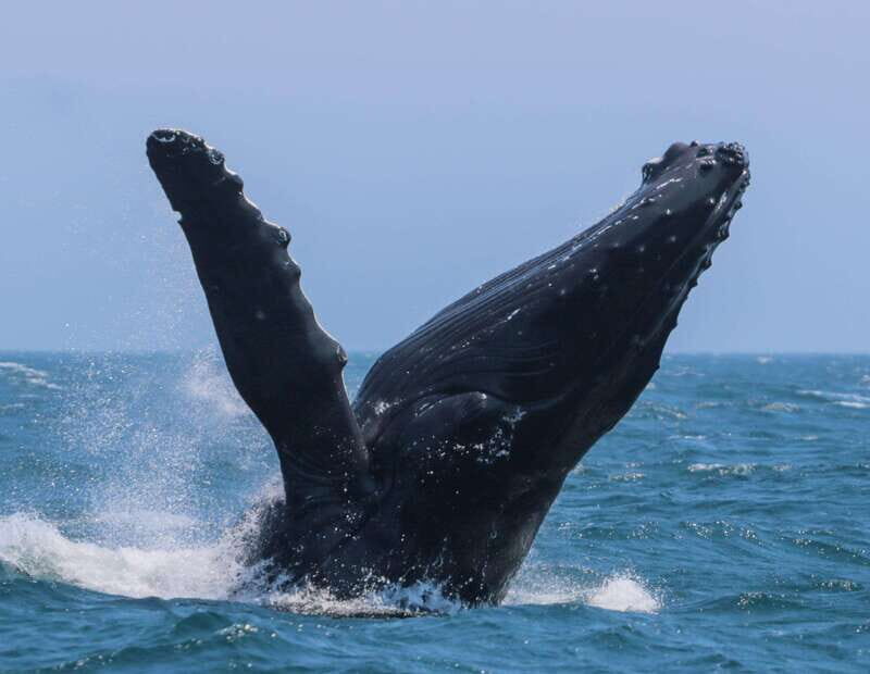 Victoria: 3-Hour Zodiac Whale-Watching Tour - The Guided Tour: Knowledge and Personal Touch