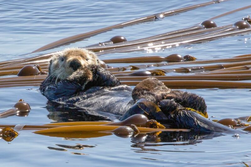 Victoria: 3-Hour Zodiac Whale-Watching Tour - The Value for Money