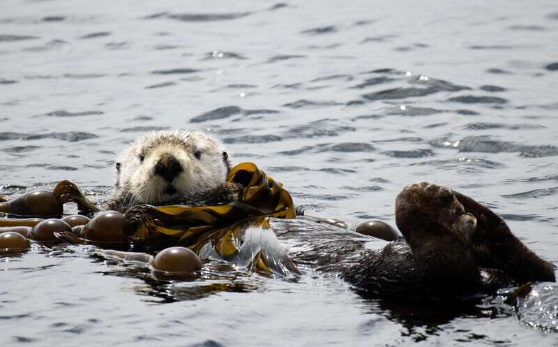 Victoria: 3-Hour Zodiac Whale-Watching Tour - Accessibility and Practicalities