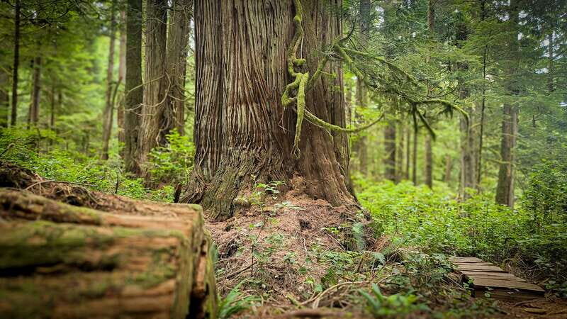 Victoria: 4-Day Tofino and Port Renfrew Tour with Flights - A Practical Guide to the 4-Day West Coast Tour