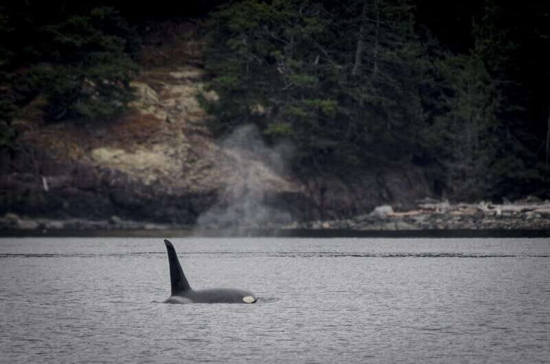 Victoria: 4-Day Tofino and Port Renfrew Tour with Flights - Considerations and Practical Tips