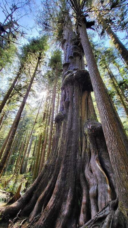 Victoria: 4-Day Tofino and Port Renfrew Tour with Flights - The Sum Up