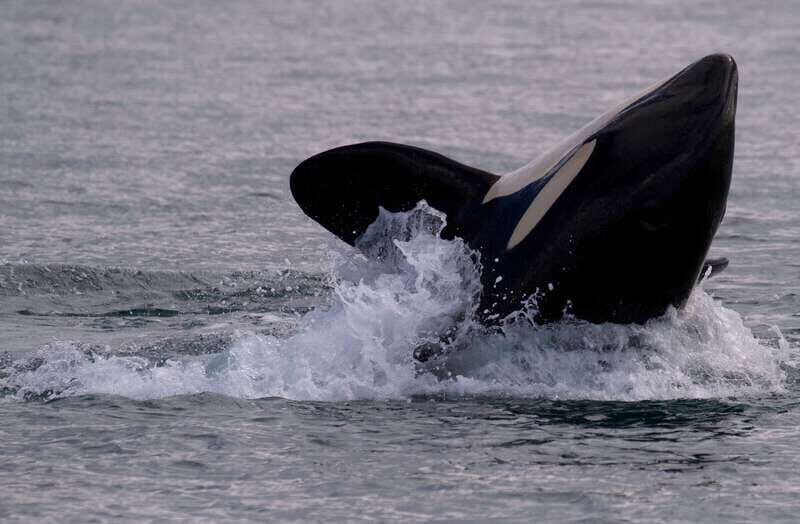 Victoria BC: 3 Hour Expedition Catamaran Whale Watching Tour - Key Points