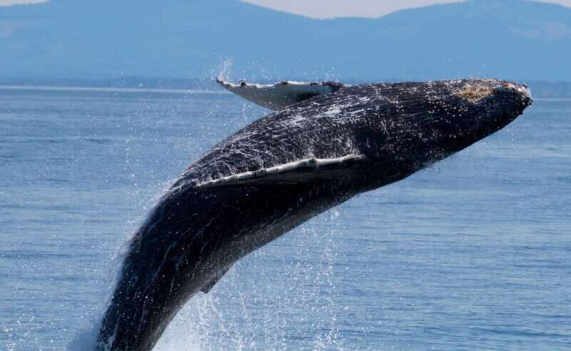 Victoria BC: 3 Hour Expedition Catamaran Whale Watching Tour - Why This Whale Watching Tour Stands Out