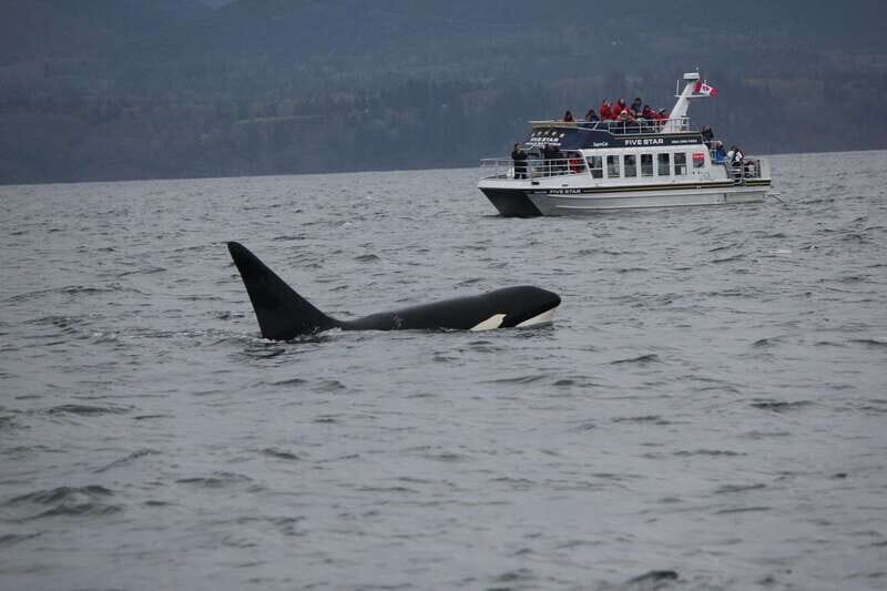 Victoria BC: 3 Hour Expedition Catamaran Whale Watching Tour - The Experience — A Deep Dive