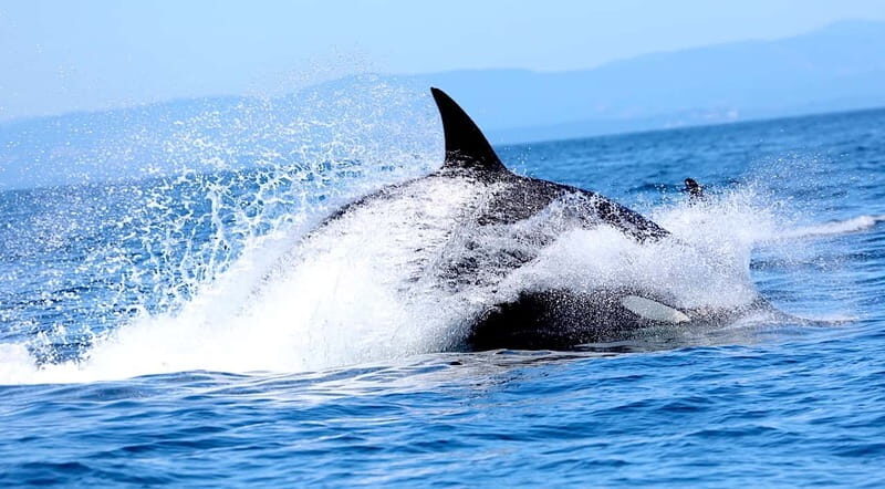 Victoria BC: 3 Hour Expedition Catamaran Whale Watching Tour - Analyzing the Value
