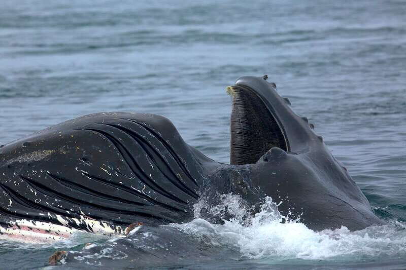 Victoria BC: 3 Hour Expedition Catamaran Whale Watching Tour - Who Will Enjoy This Tour?