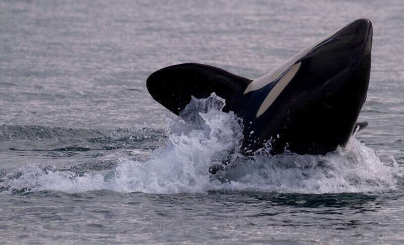 Victoria, BC: 3-Hour Ultimate Whale & Marine Wildlife Tour - FAQ